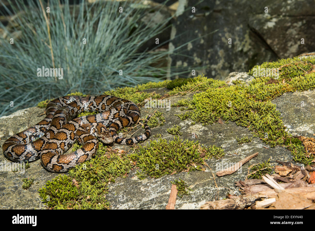 Eastern milk snake lampropeltis triangulum hi-res stock photography and ...