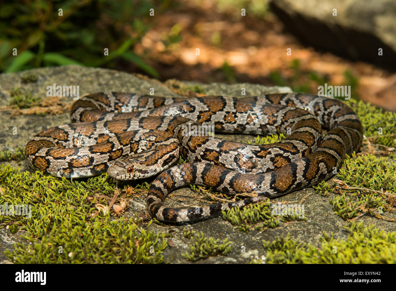 Eastern milk snake hi-res stock photography and images - Alamy