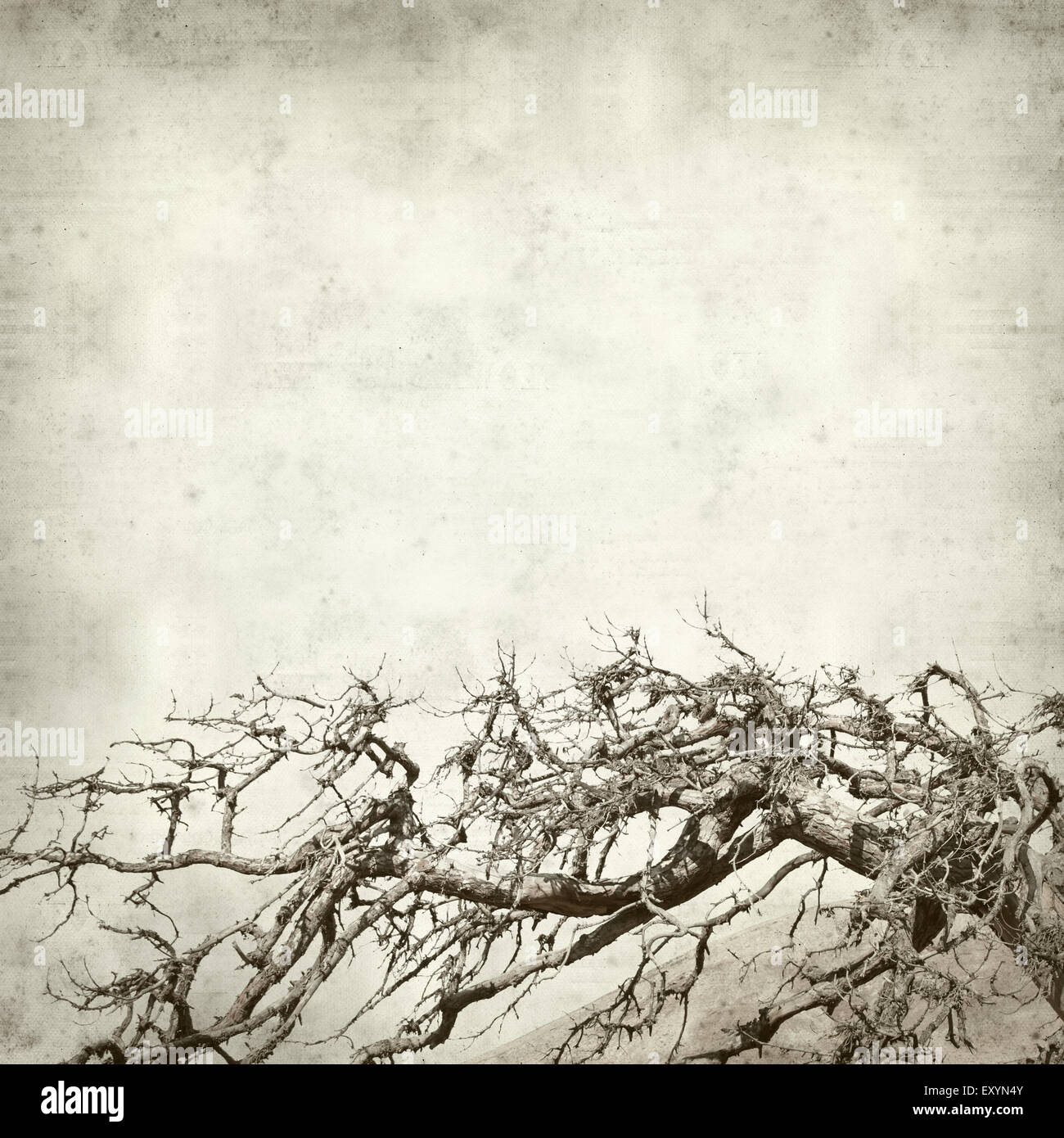 Dead fig tree hi-res stock photography and images - Alamy