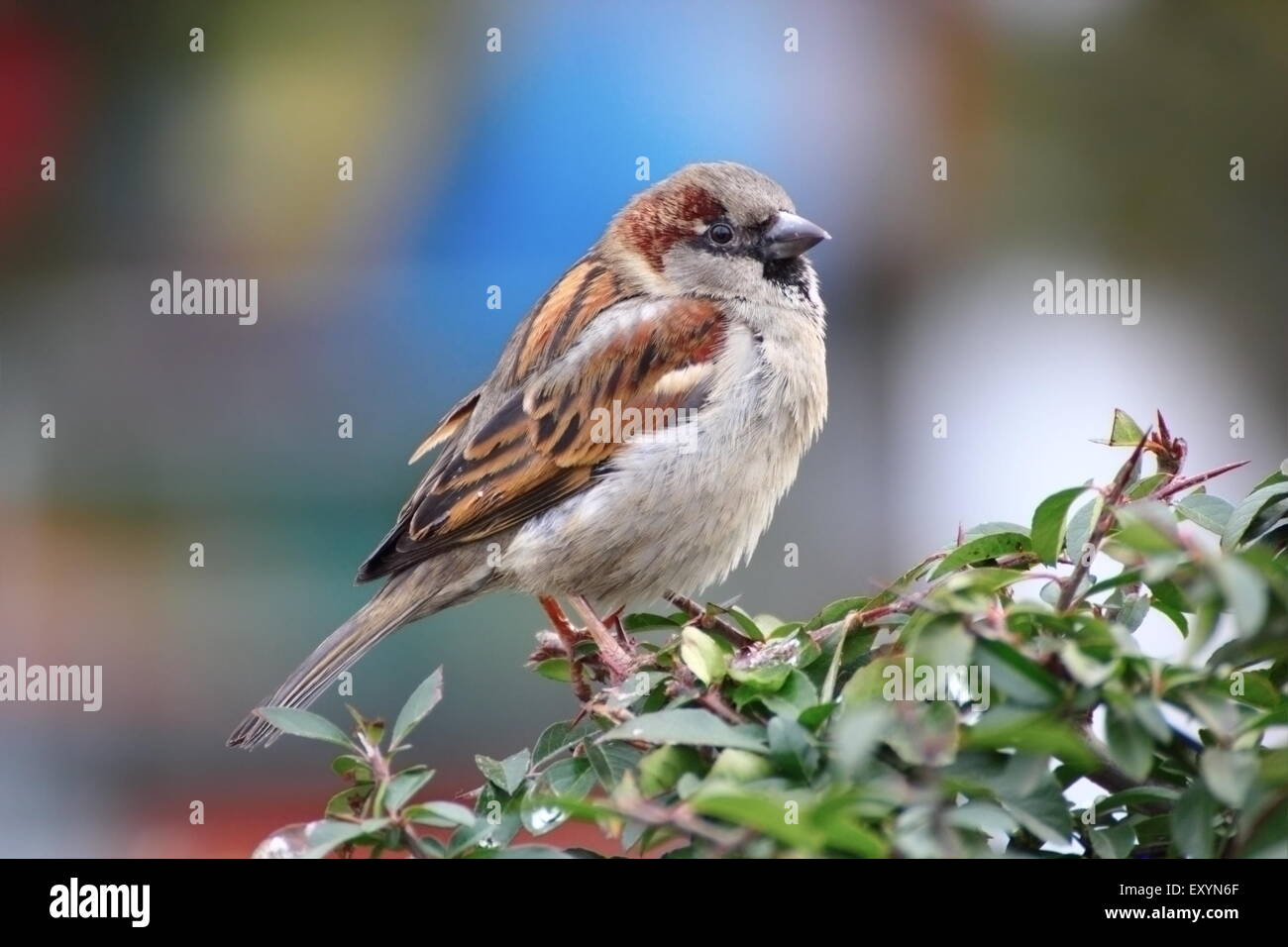 beautiful male sparrow standing on top of a green bush Stock Photo - Alamy