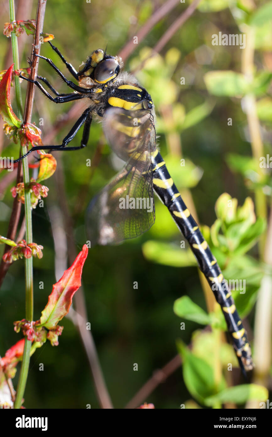 Golden ringed dragonfly at rest hi-res stock photography and images - Alamy