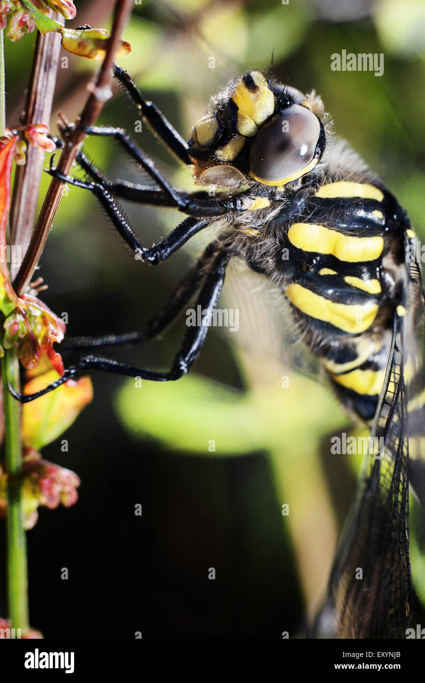 Golden ringed dragonfly at rest hi-res stock photography and images - Alamy