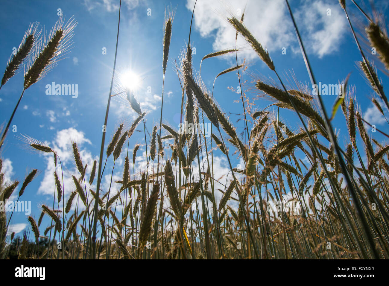 wheat growing in a filed on a sunny day with the sun in blue sky with ...