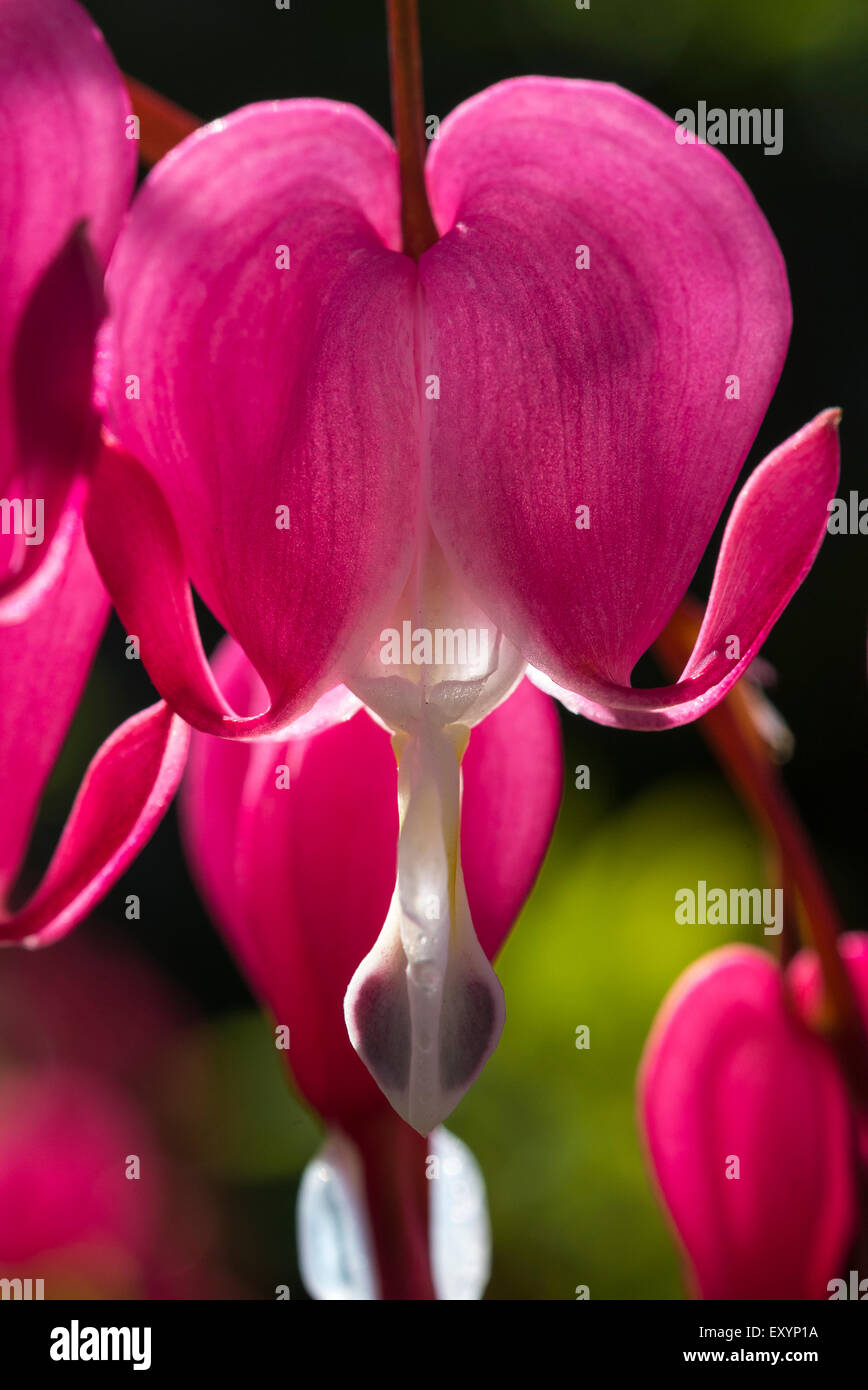 Red bleeding heart flowers hi-res stock photography and images - Alamy