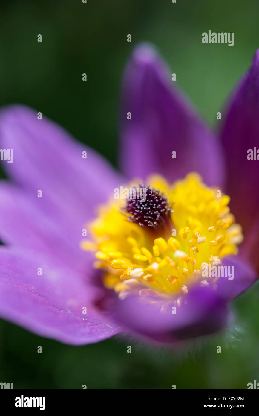 Purple and bloom hi-res stock photography and images - Alamy