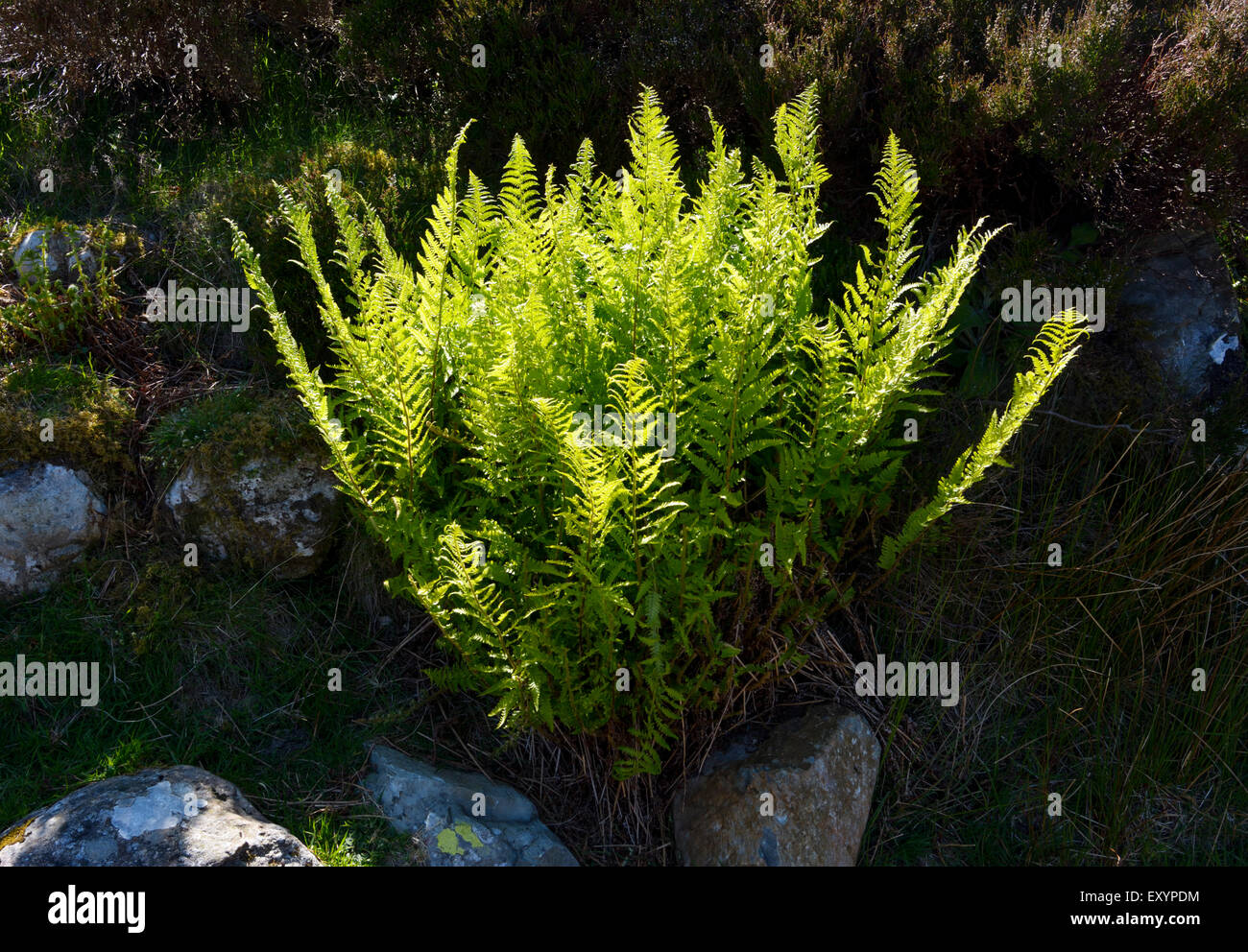 Backlit Ferns growing on the hillside in North Wales Stock Photo - Alamy