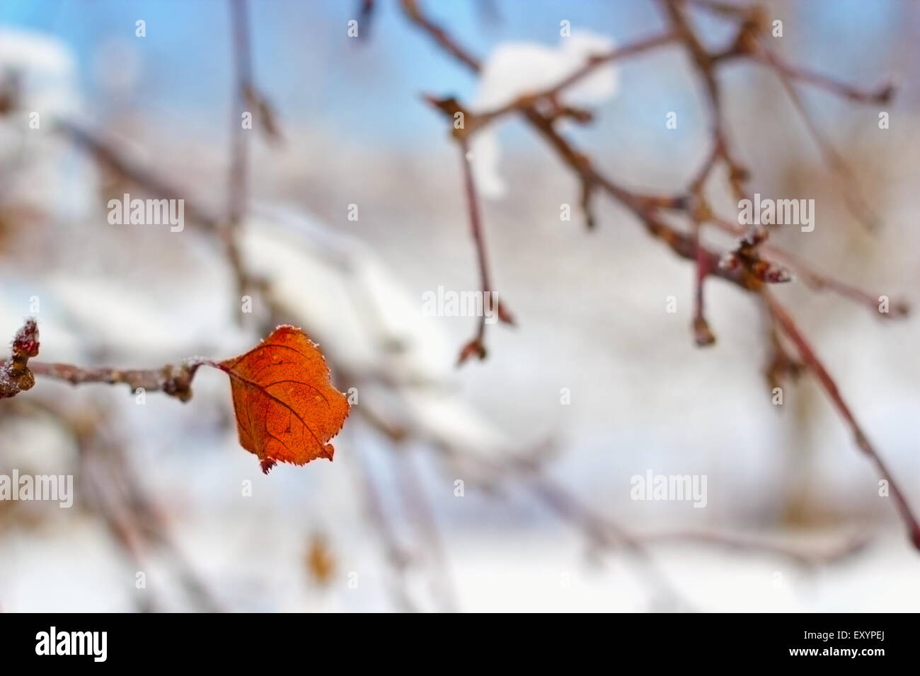 Sad tree in winter hi-res stock photography and images - Alamy