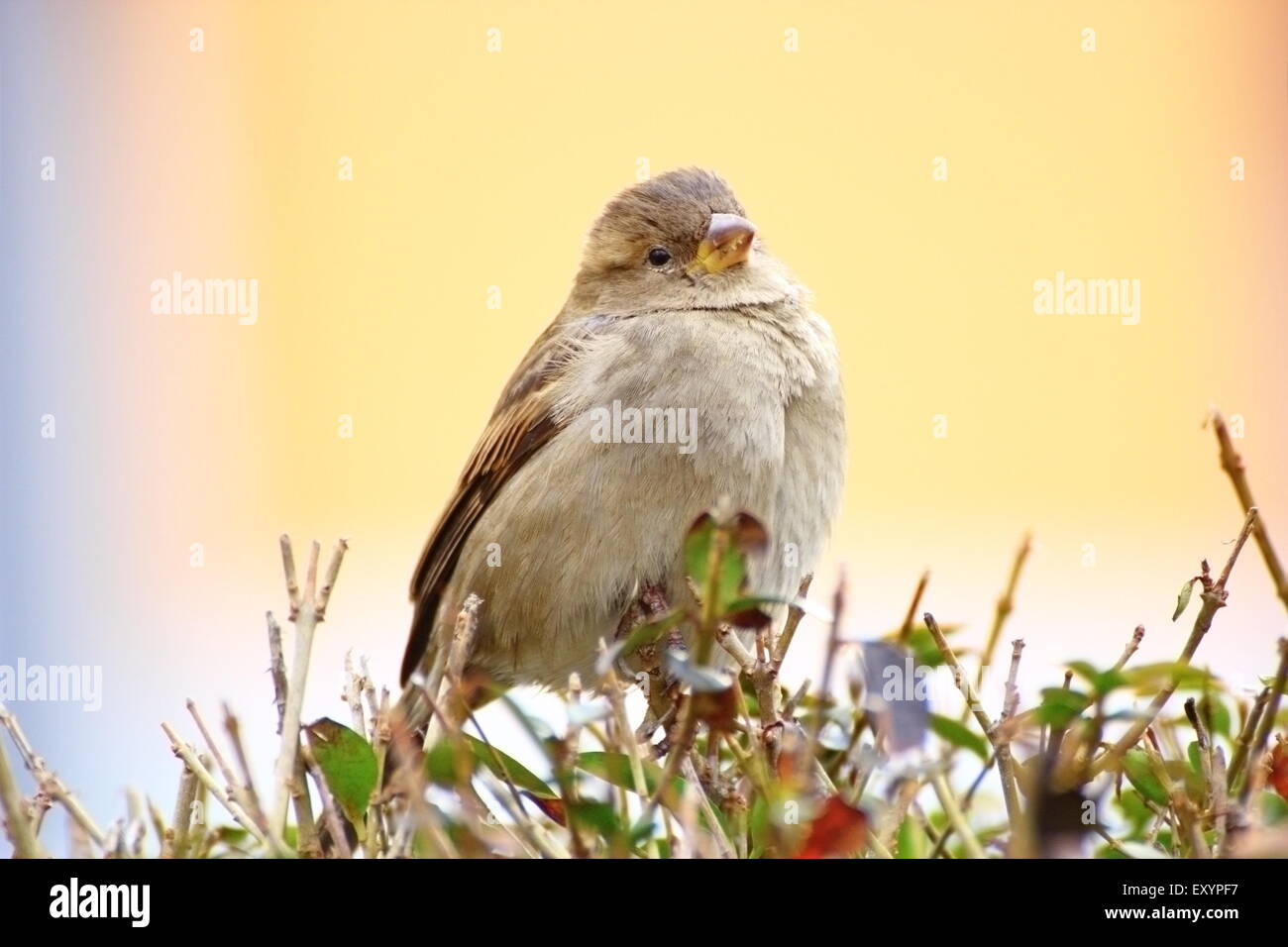 female sparrow standing on a bush over colorful defocused background ...