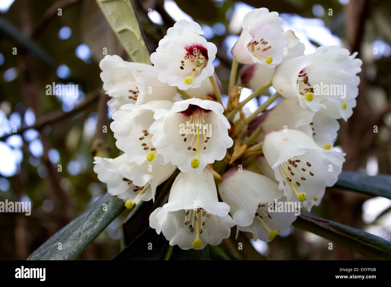 A flowering rhododendron in full bloom. The photographs are taken in a ...