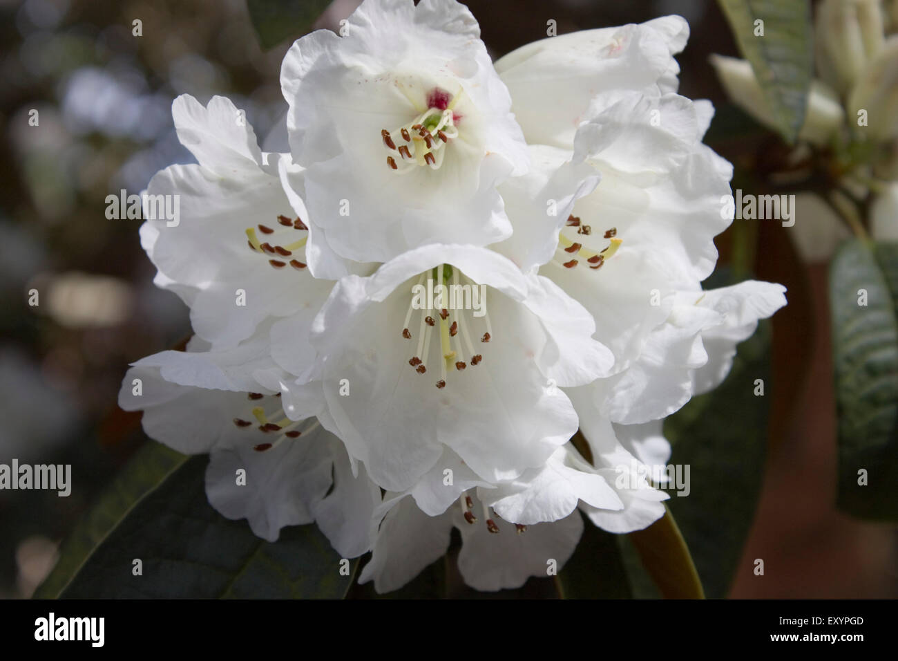 A flowering rhododendron in full bloom. The photographs are taken in a ...