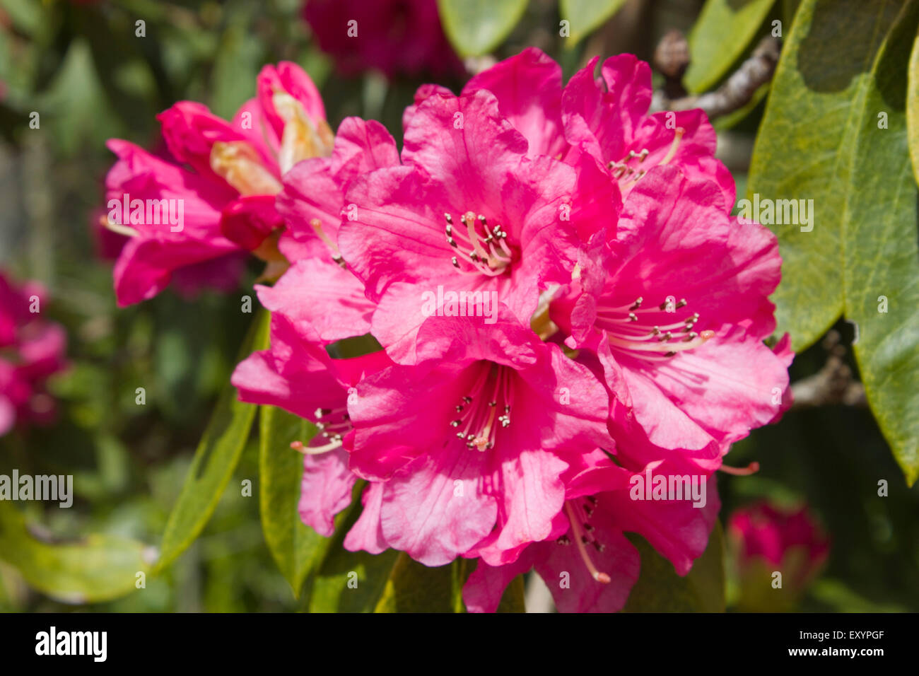 A flowering rhododendron in full bloom Stock Photo - Alamy