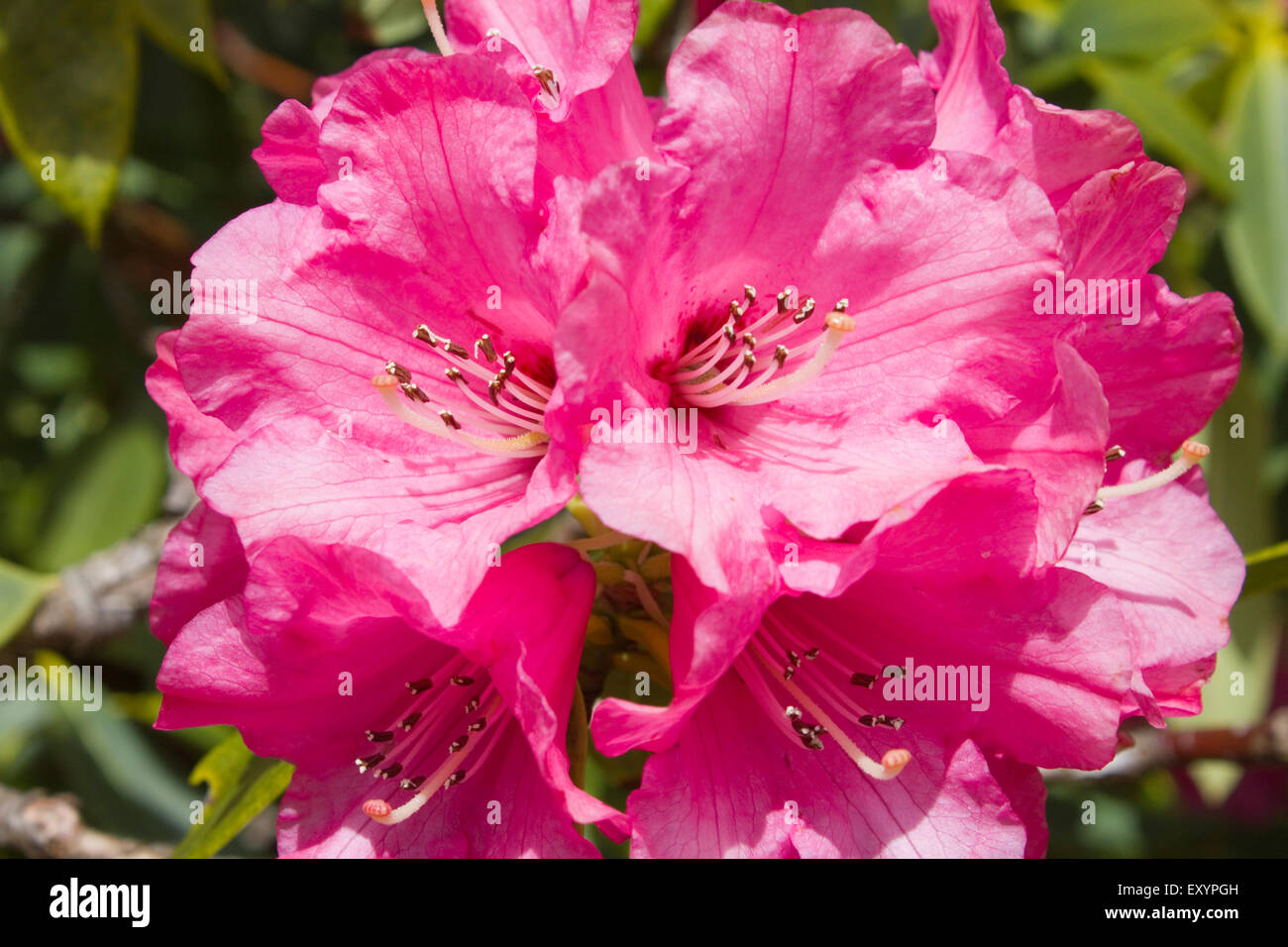 A flowering rhododendron in full bloom Stock Photo - Alamy