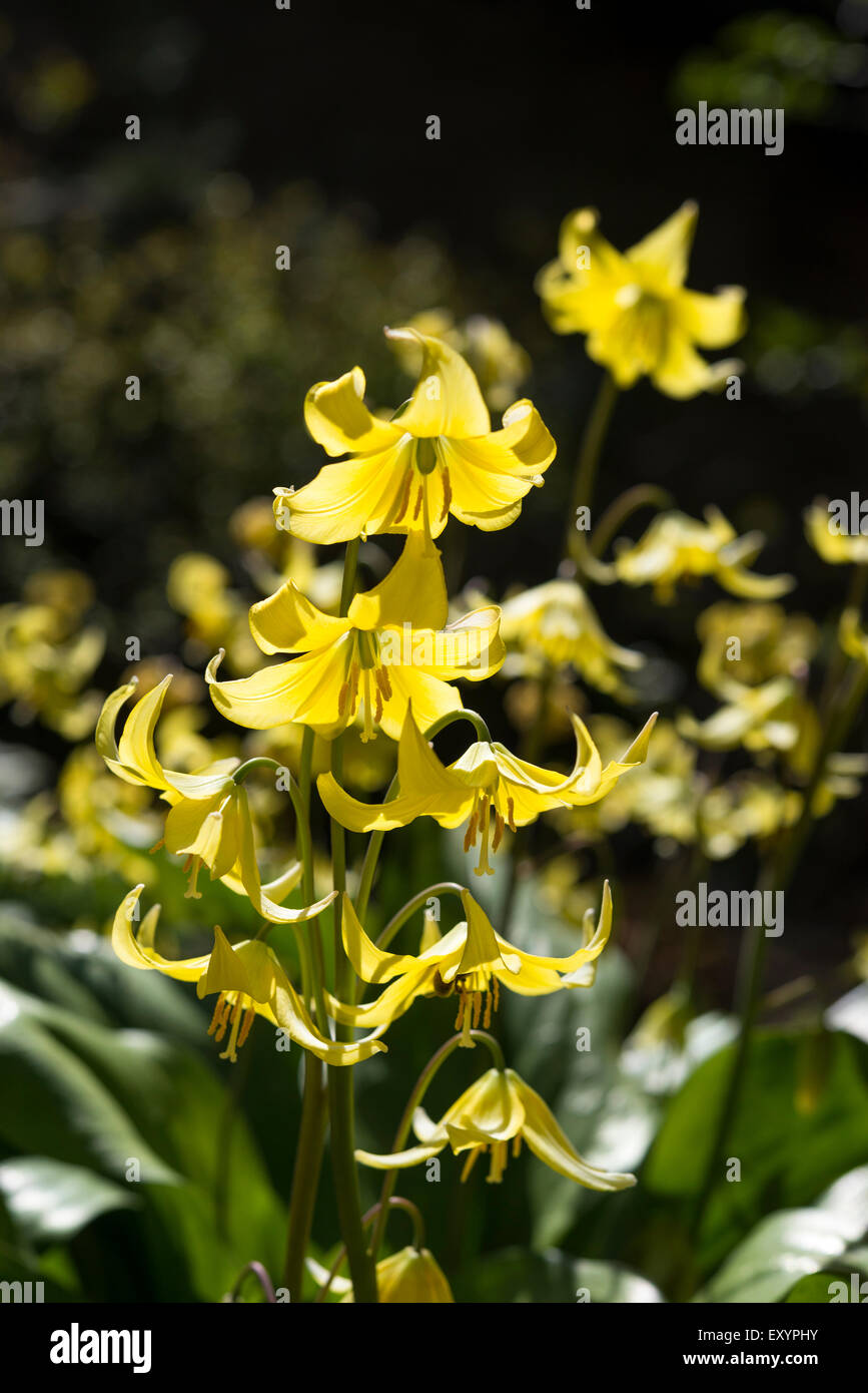 Erythronium 'Pagoda' with beautiful yellow flowers with upturned petals ...