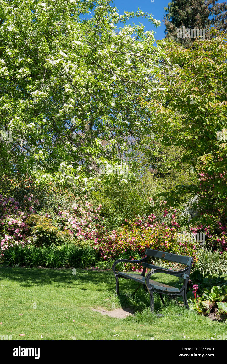 A bench in an idyllic spring garden with blossom trees and blue sky ...
