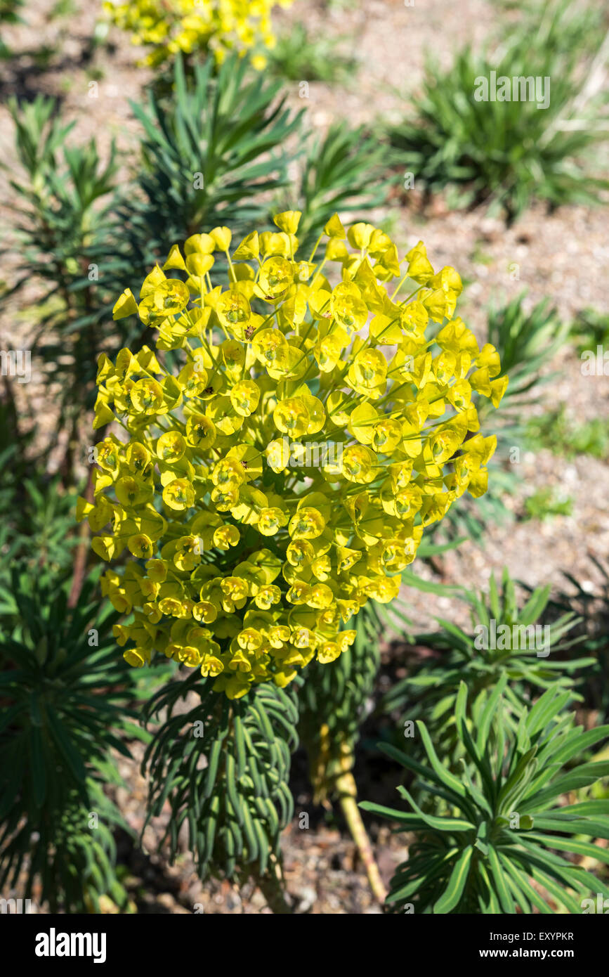 Euphorbia garden plant flower hi-res stock photography and images - Alamy