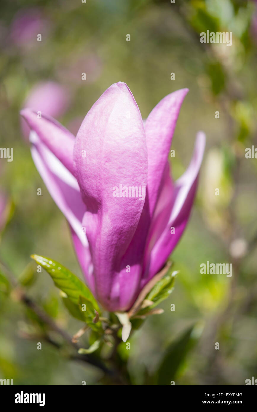 Upright spring flower hi-res stock photography and images - Alamy