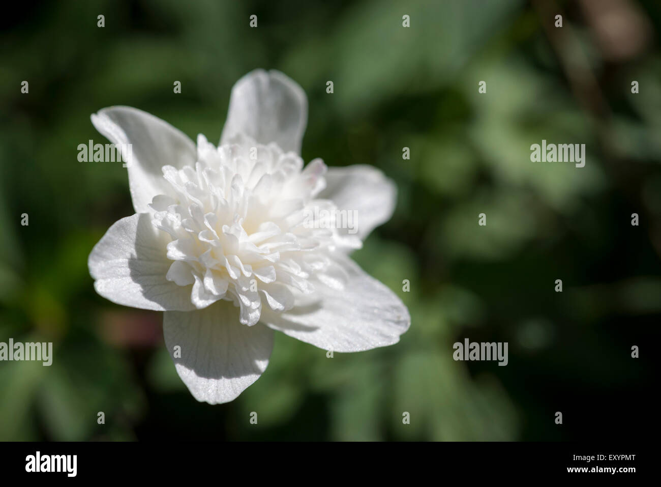 A double white Anemone Nemerosa in spring sunshine Stock Photo - Alamy