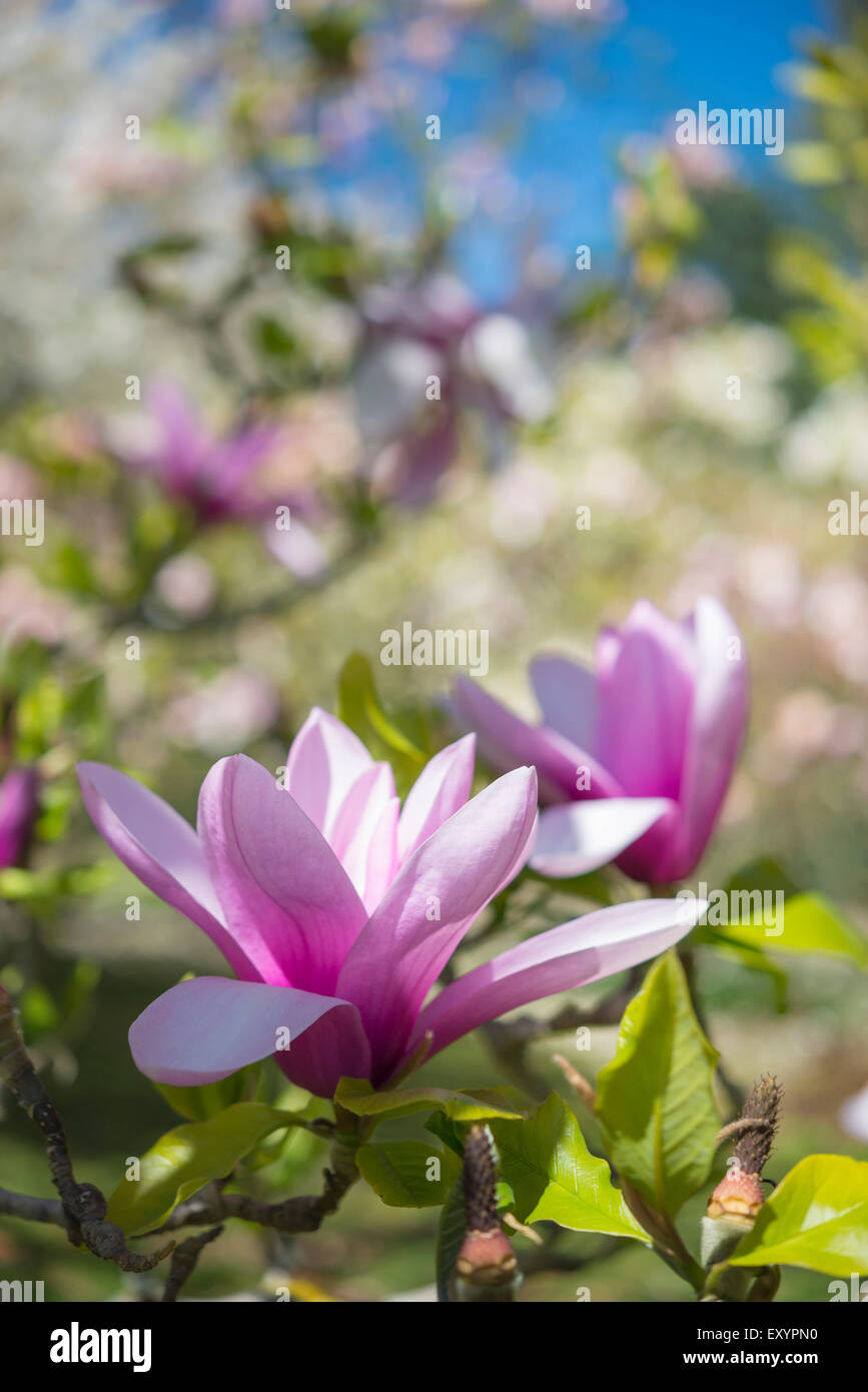 Pink pale pink and pale blue flowers hi-res stock photography and ...