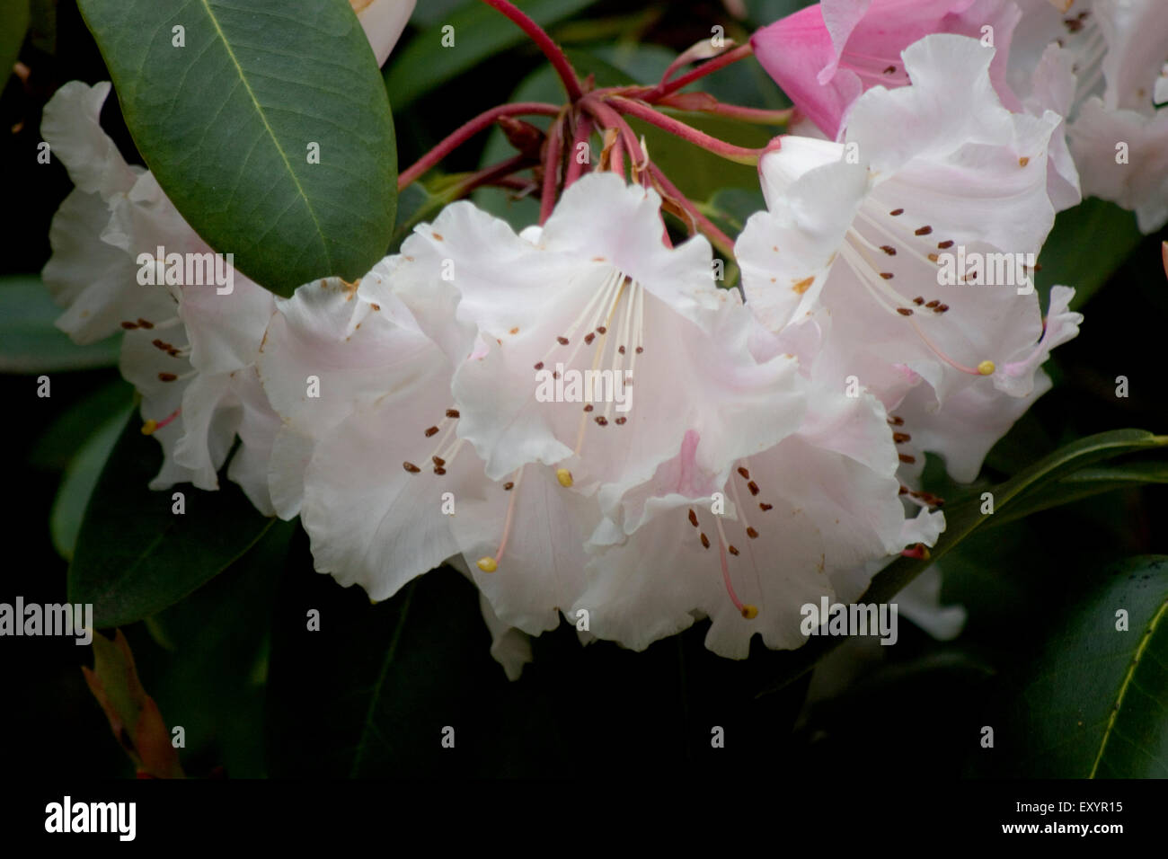 A flowering rhododendron in full bloom Stock Photo - Alamy