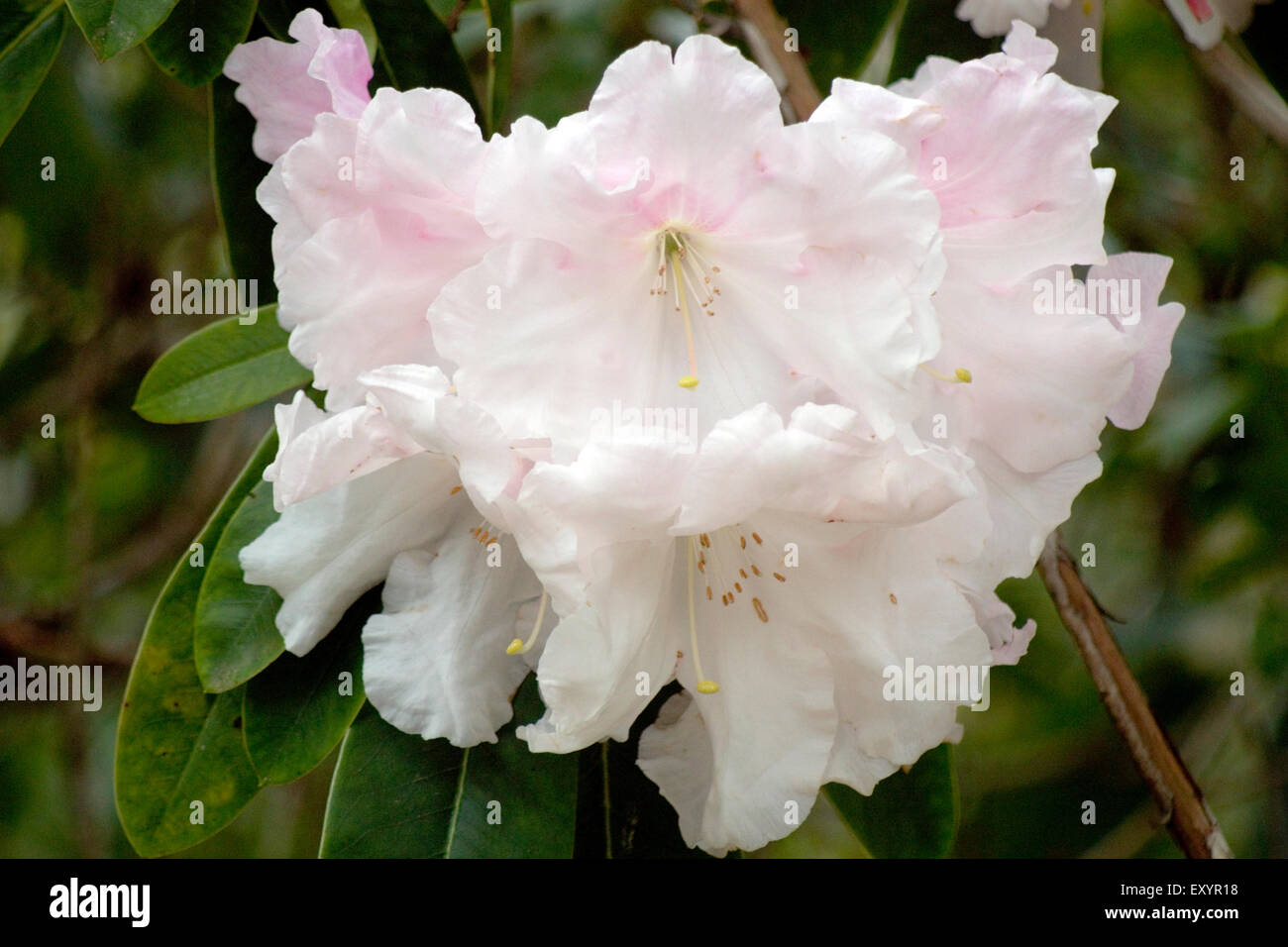A flowering rhododendron in full bloom Stock Photo - Alamy