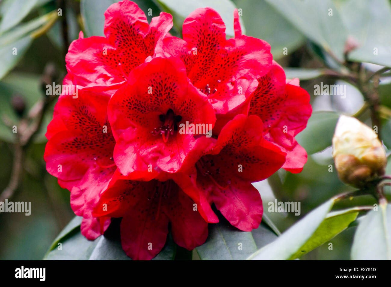 A flowering rhododendron in full bloom. The photographs are taken in a ...