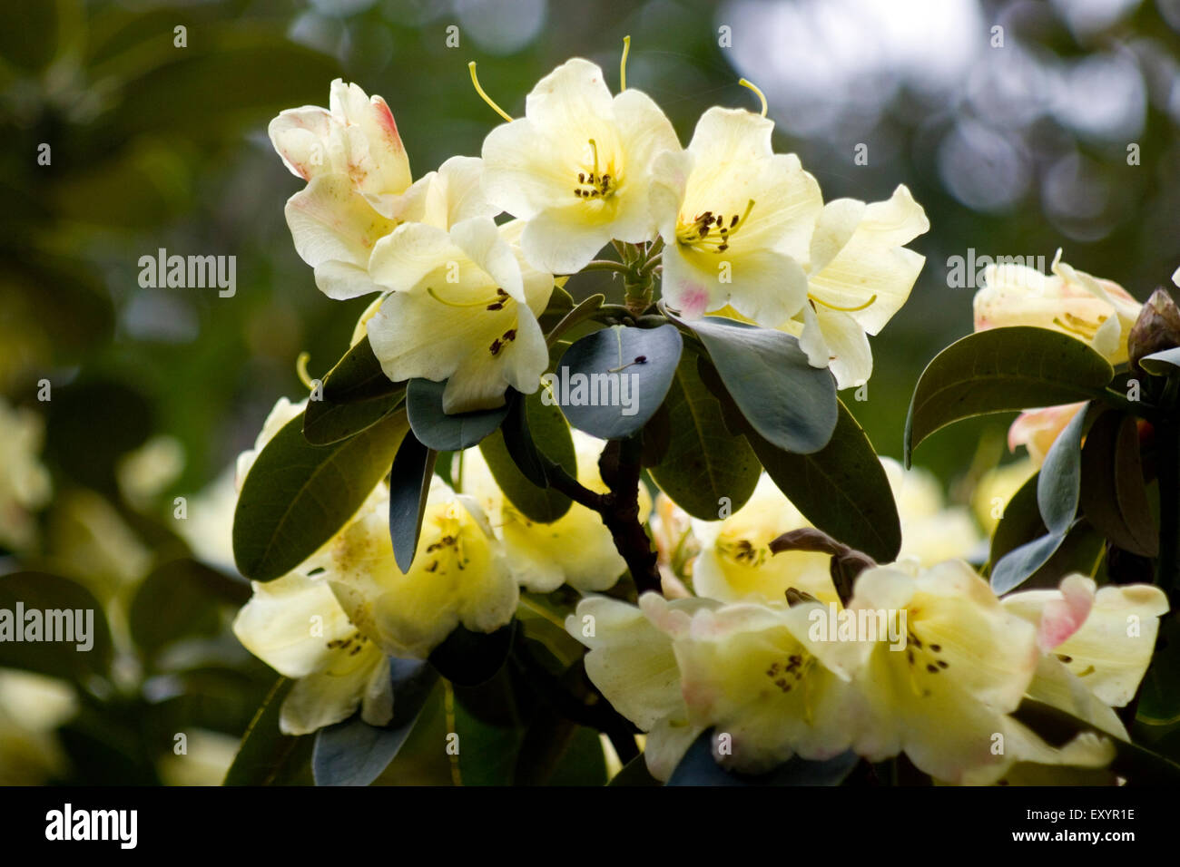 A flowering rhododendron in full bloom Stock Photo - Alamy