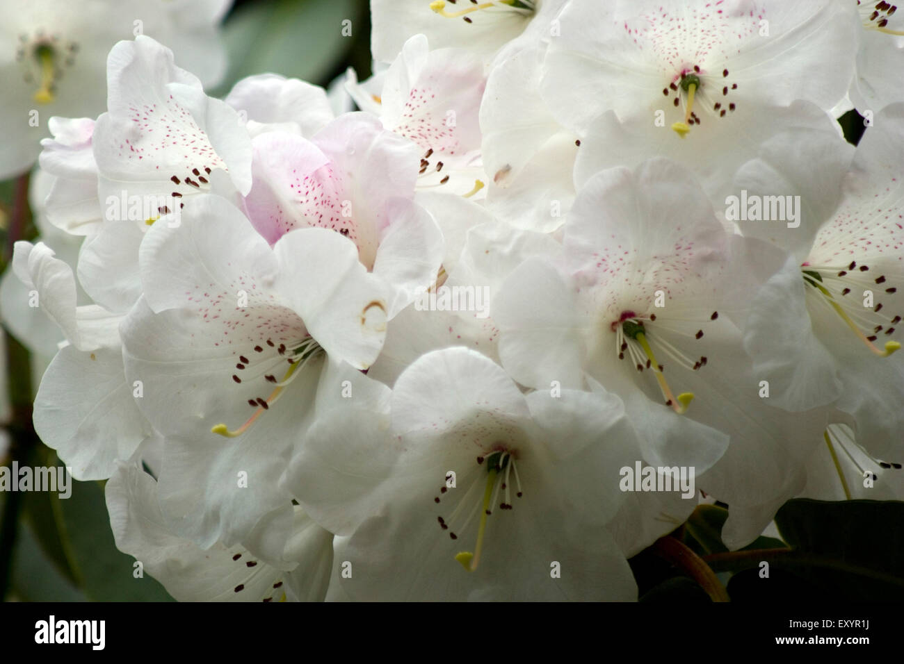 A flowering rhododendron in full bloom Stock Photo - Alamy