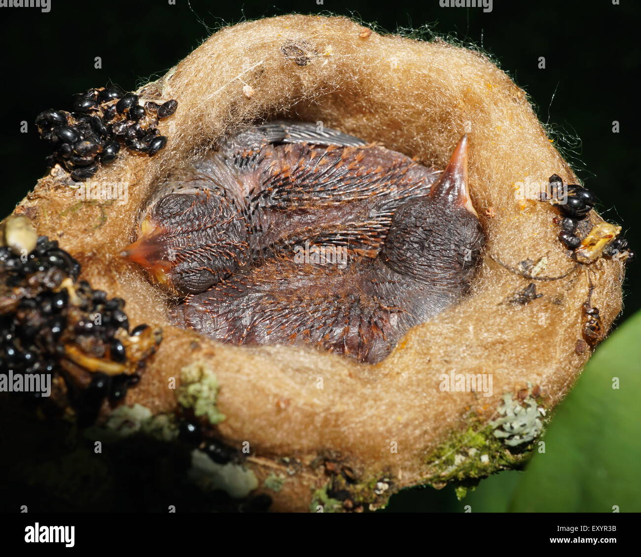 Close-up image of two baby bird of rufous-tailed hummingbird sleeping ...