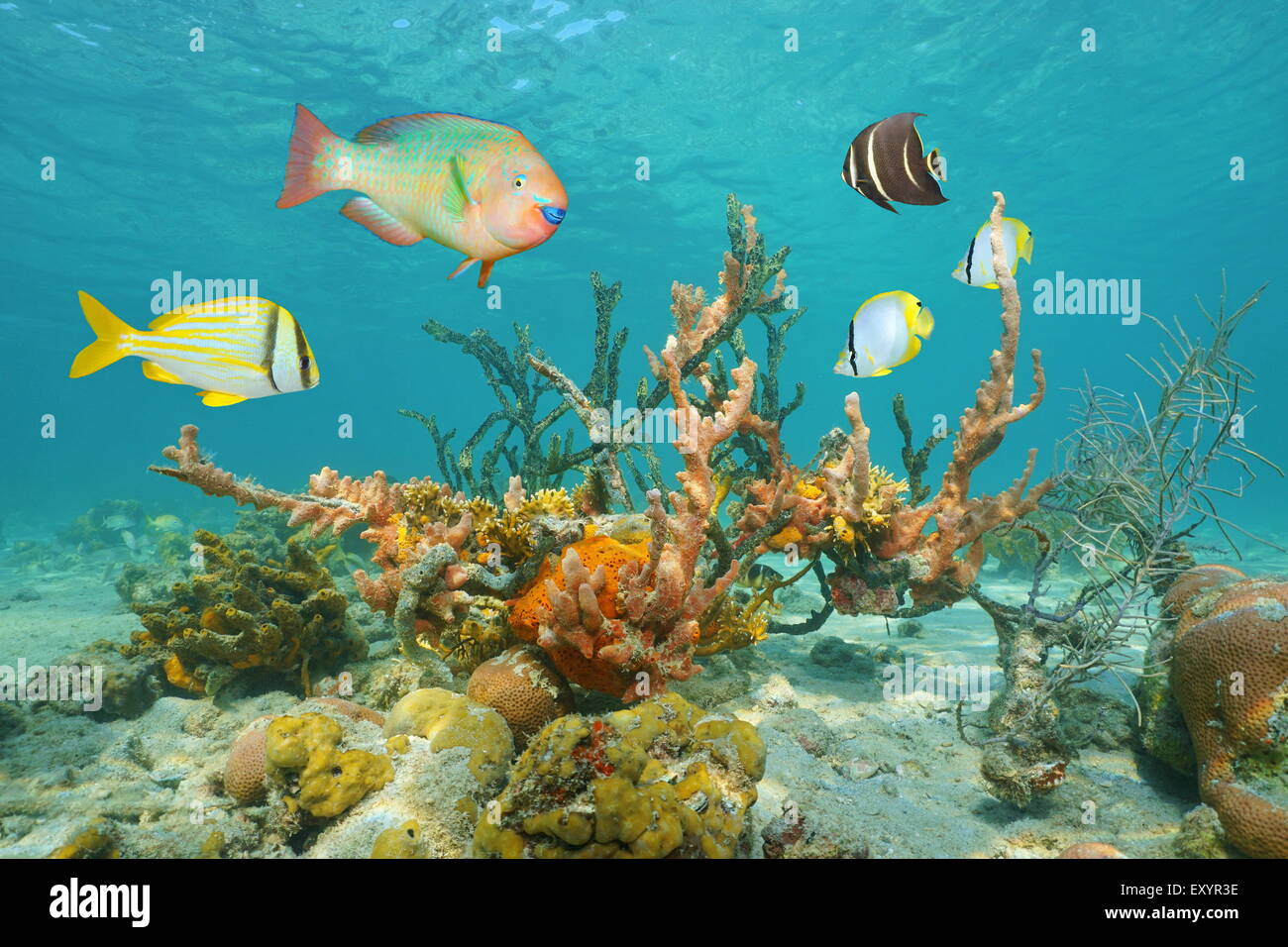 Colorful sea life underwater with tropical reef fish, sponges and ...