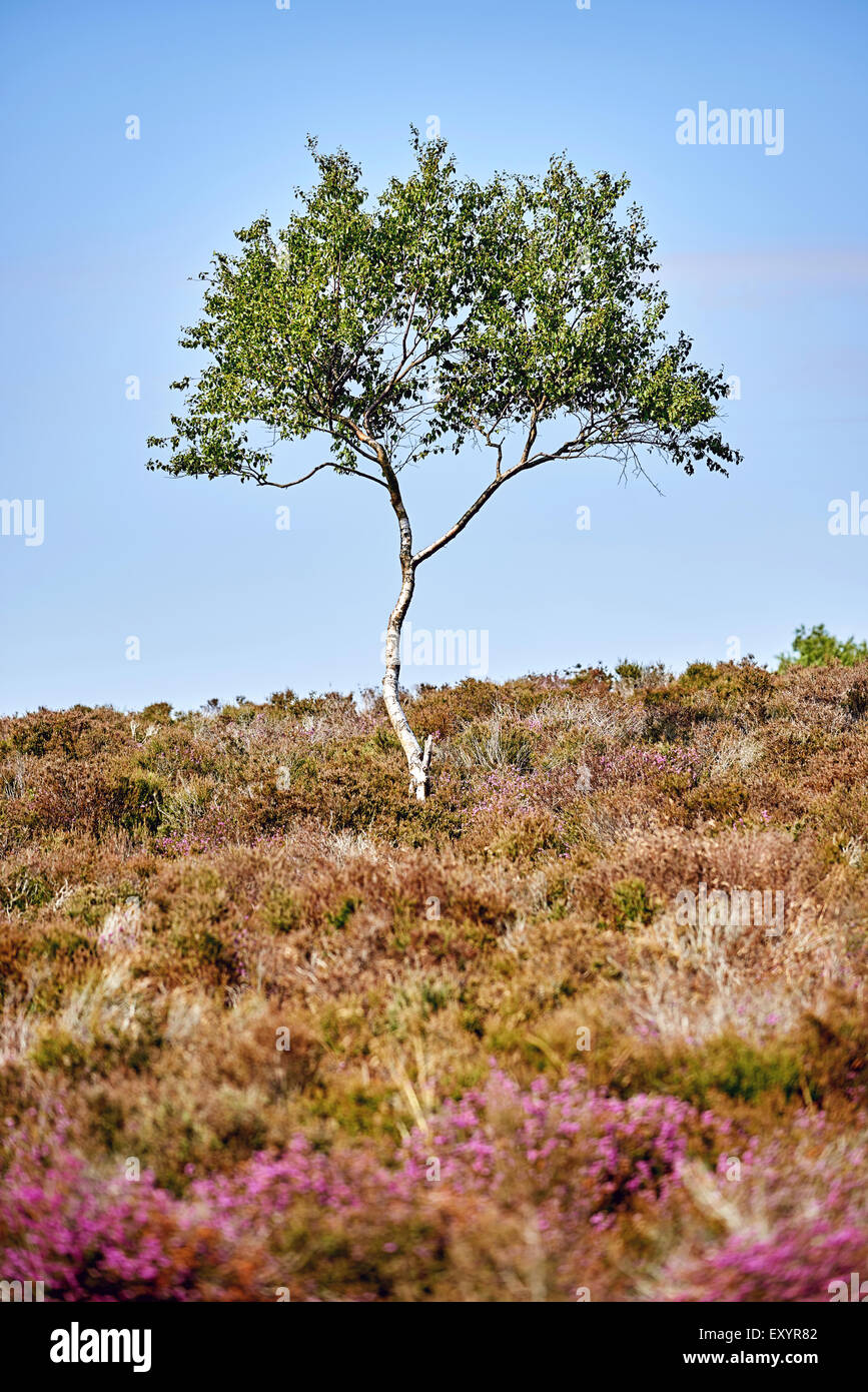 Silver birch tree summer hi-res stock photography and images - Alamy