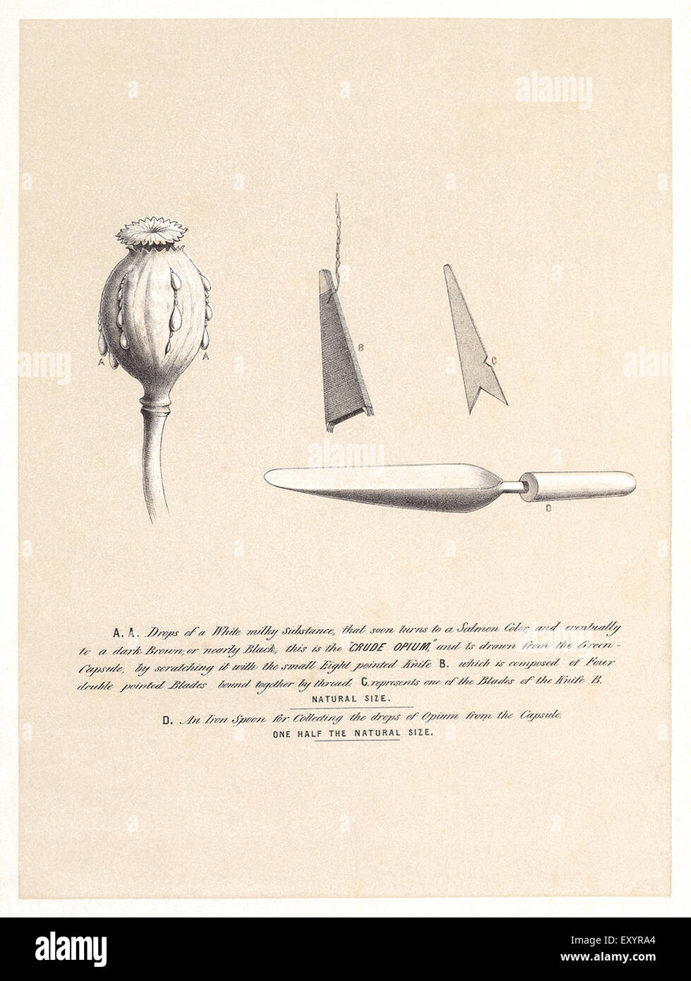 Illustration showing the extraction of Opium, a labour intensive ...
