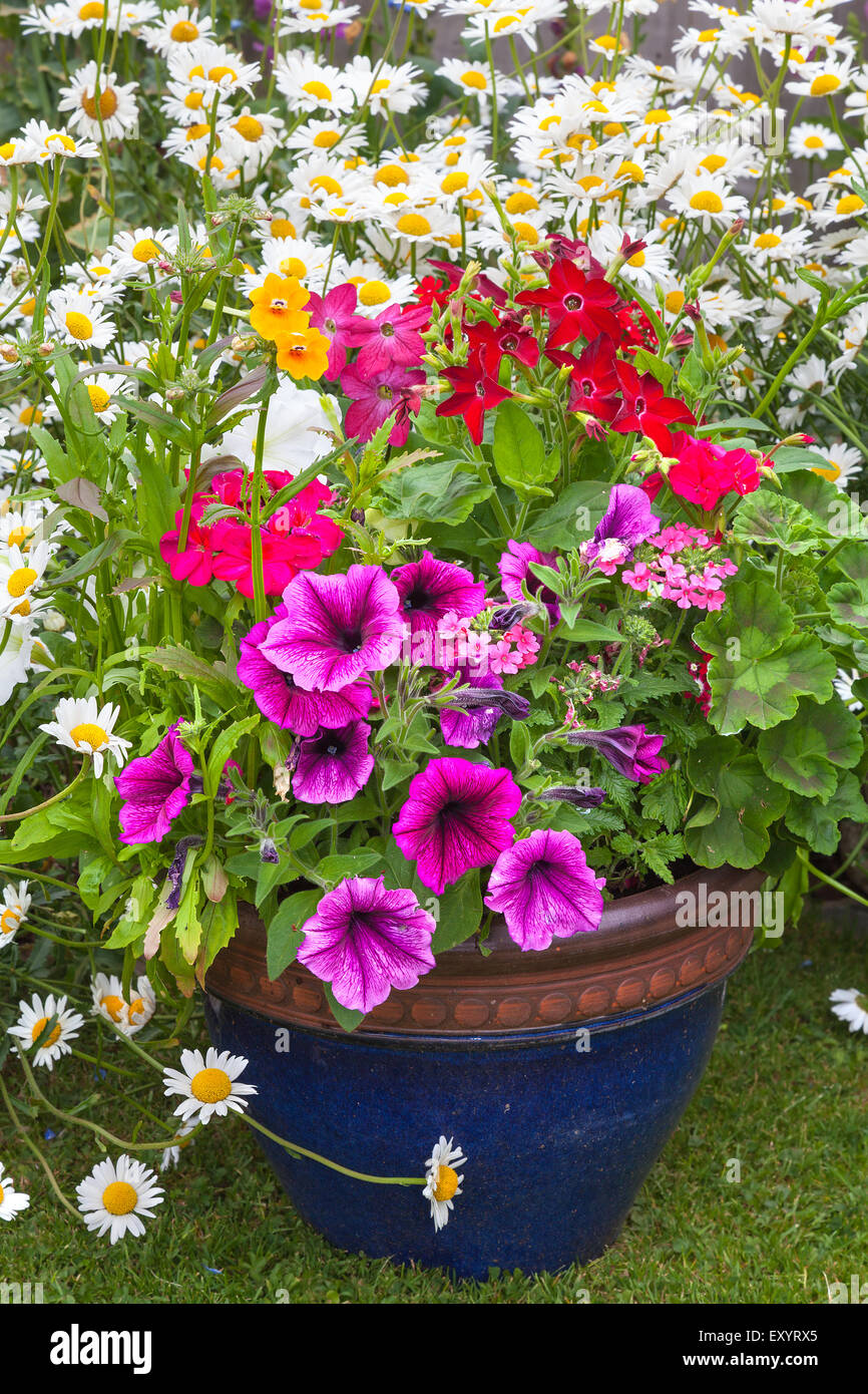 Mixed spring flowers container hi-res stock photography and images - Alamy