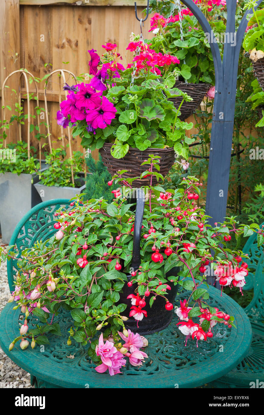 Pink fuchsia planted in a container resting on a garden table with ...