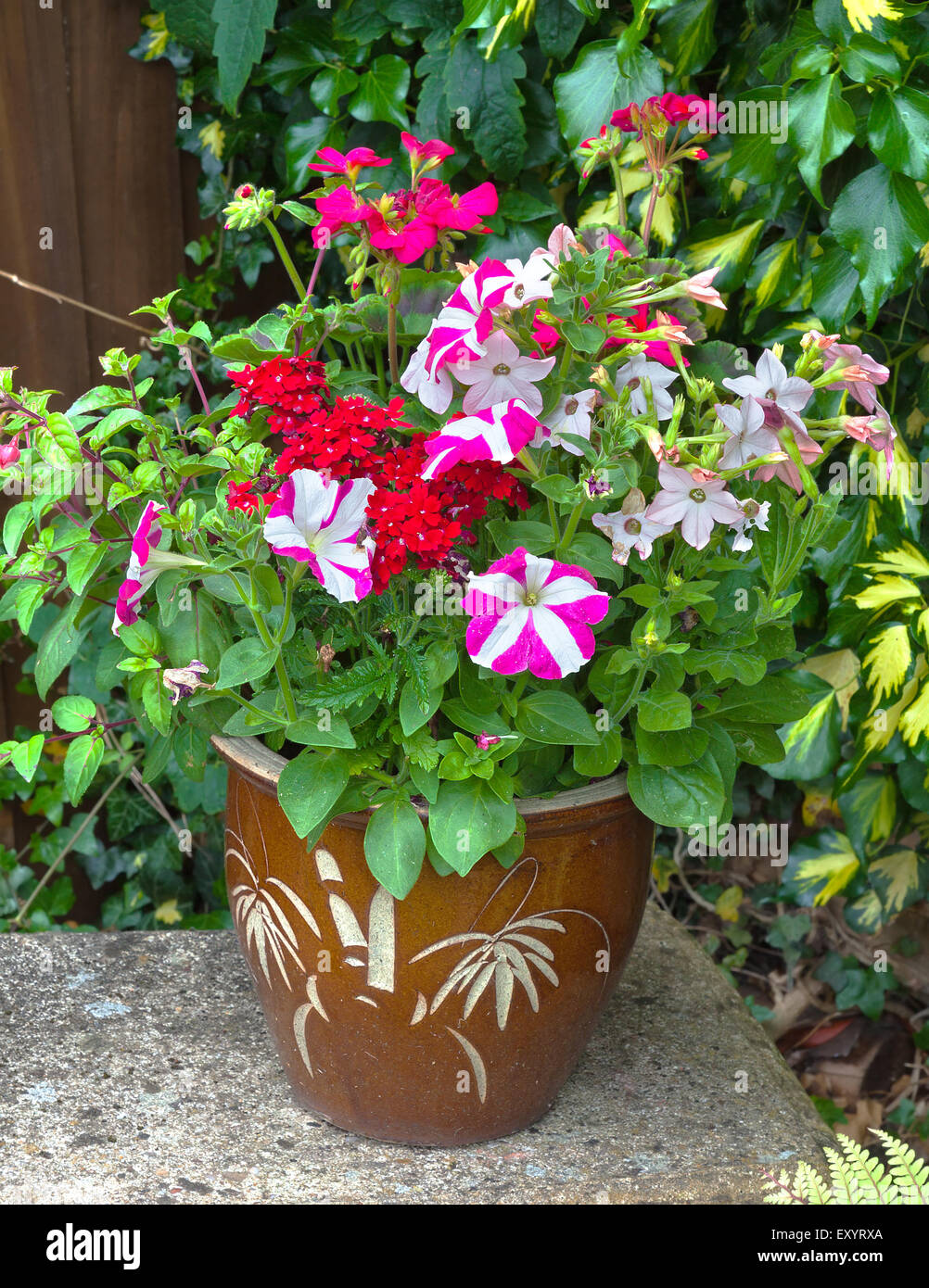Pot of colorful summer flowers, petunia, geranium, fuschia Stock Photo ...