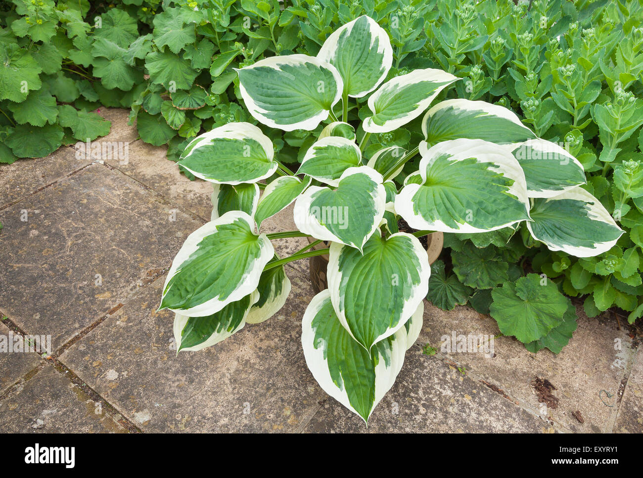 Cream and green leaves hi-res stock photography and images - Alamy