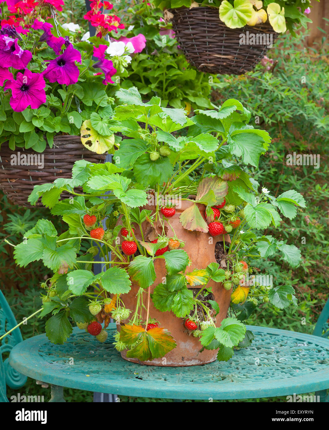 Strawberry plant in a terracotta pot on a garden table Stock Photo - Alamy