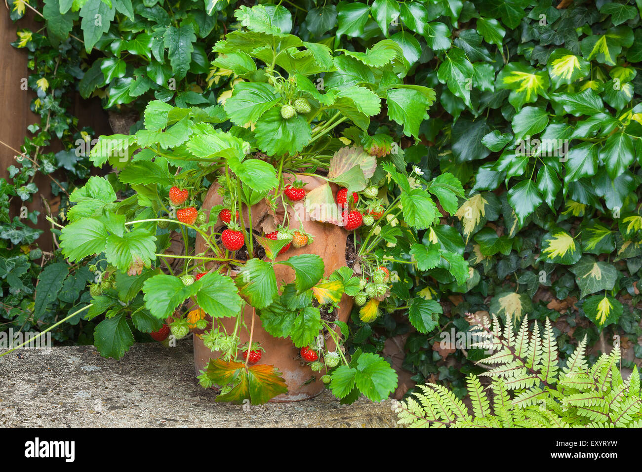 Strawberry plant in a terracotta pot on a garden bench Stock Photo - Alamy