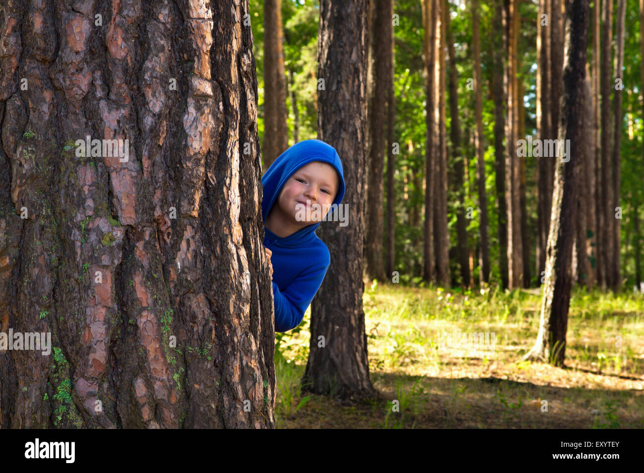 Happy beautiful child (boy) hugging pine, hiding, playing and having ...