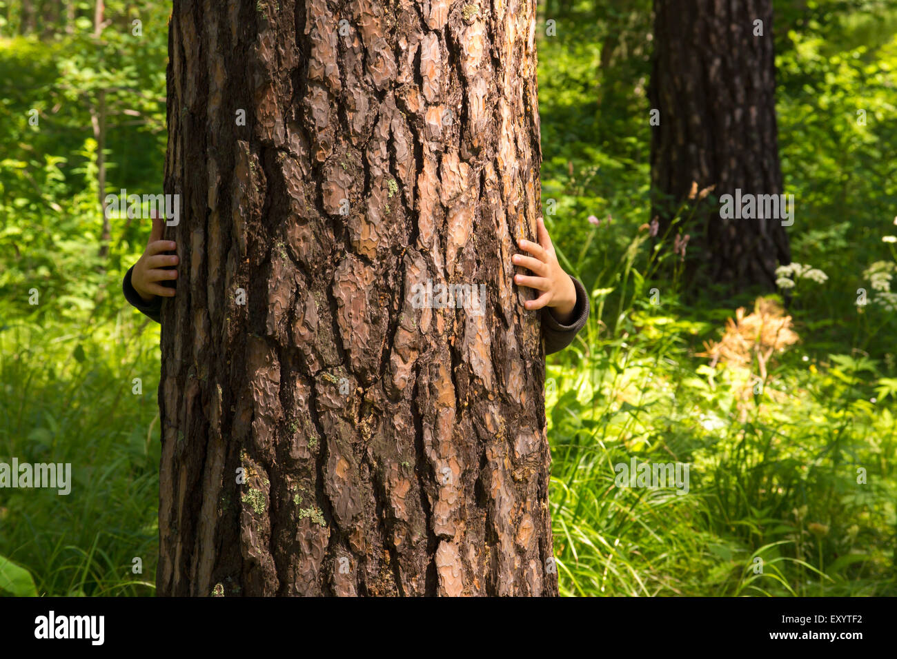 Child (boy, hands) hugging pine, hiding, playing and having fun outdoor ...