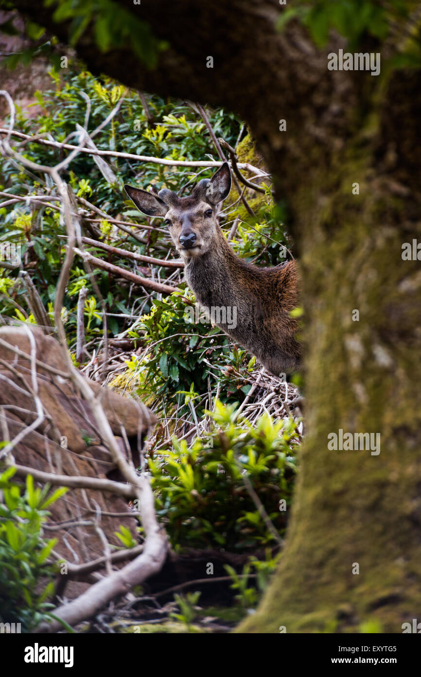 Red Deer near Torridon, Scotland Stock Photo - Alamy