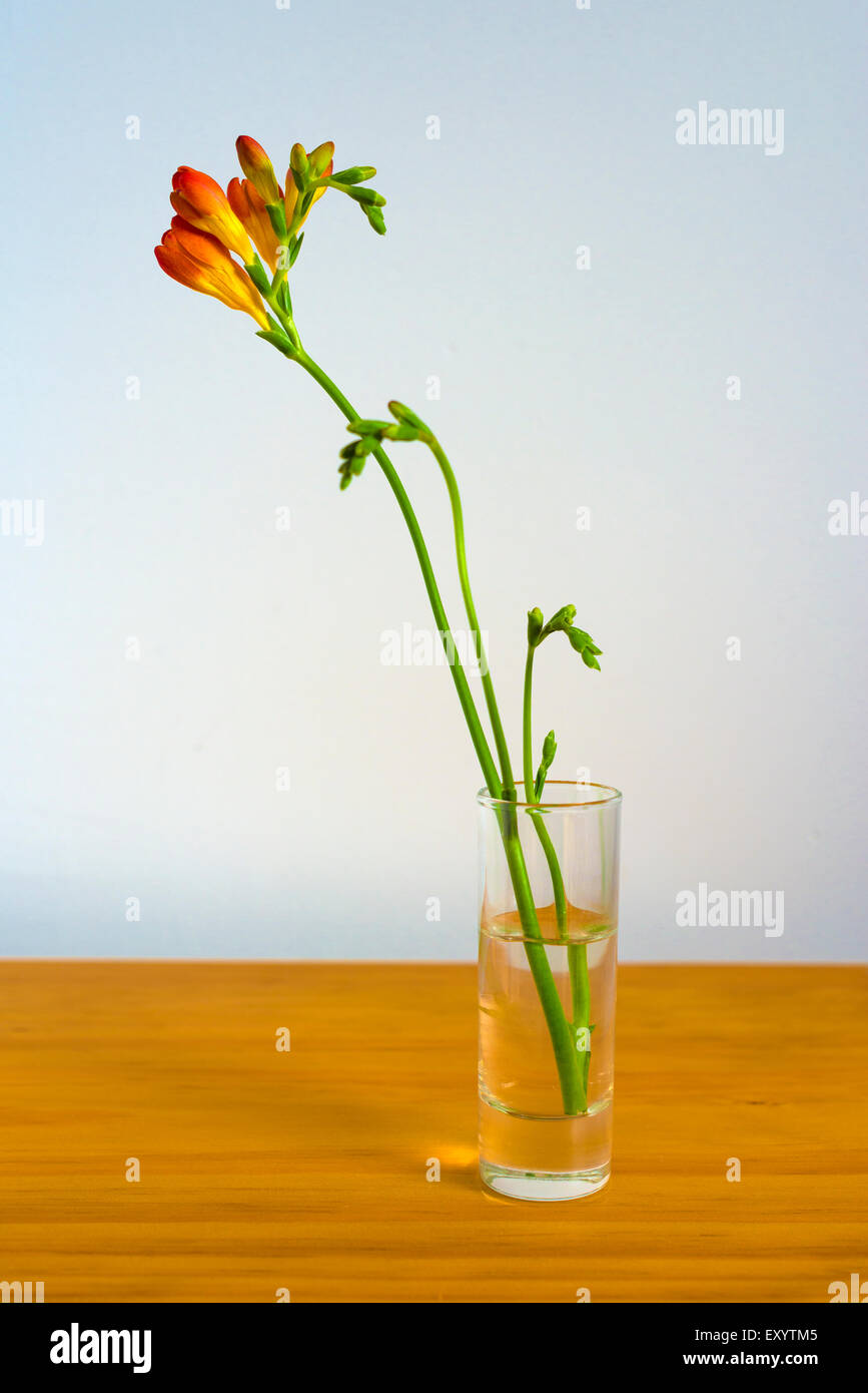 Freesia flower hi-res stock photography and images - Alamy
