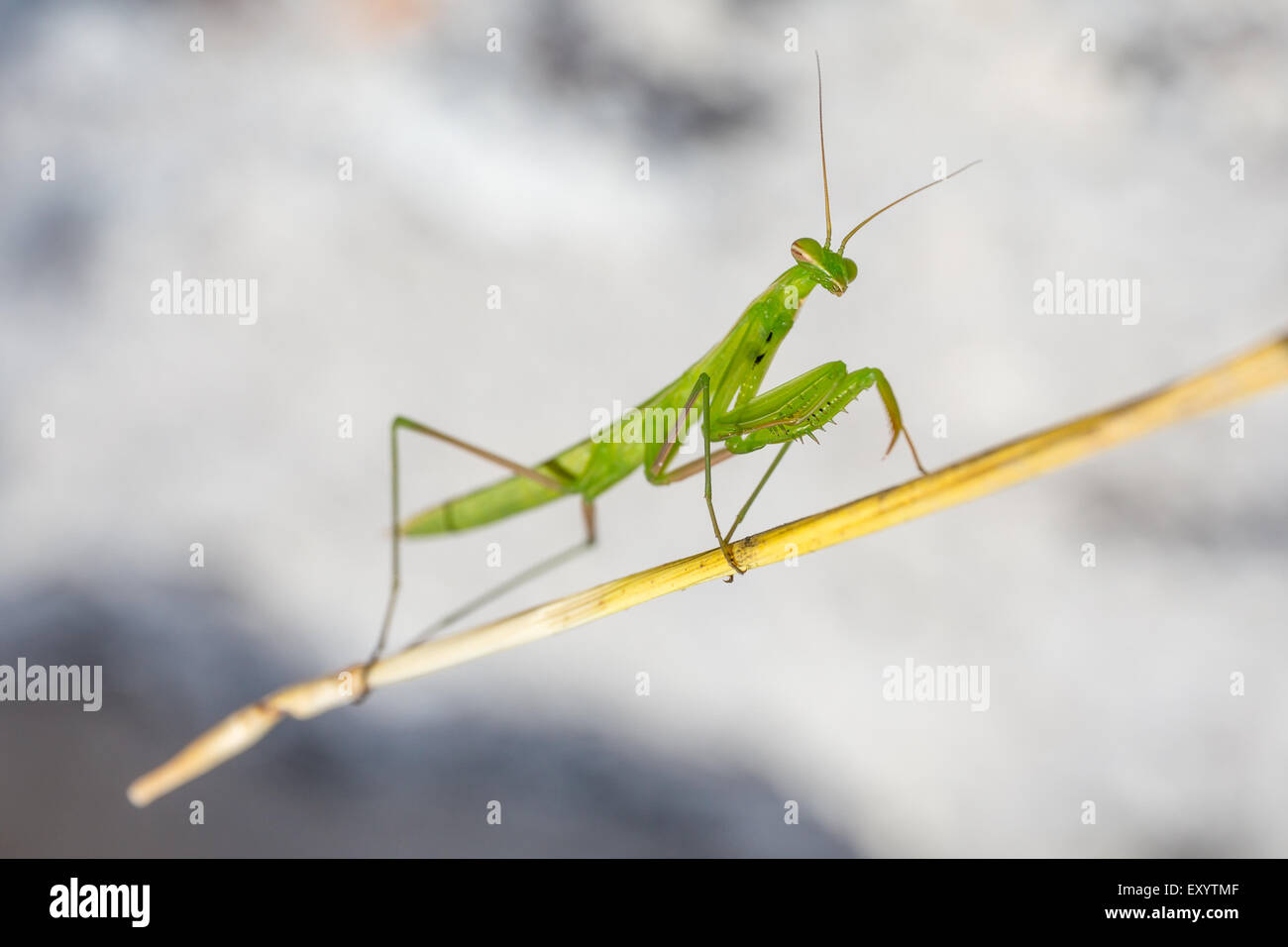 Grass Mantis High Resolution Stock Photography and Images - Alamy