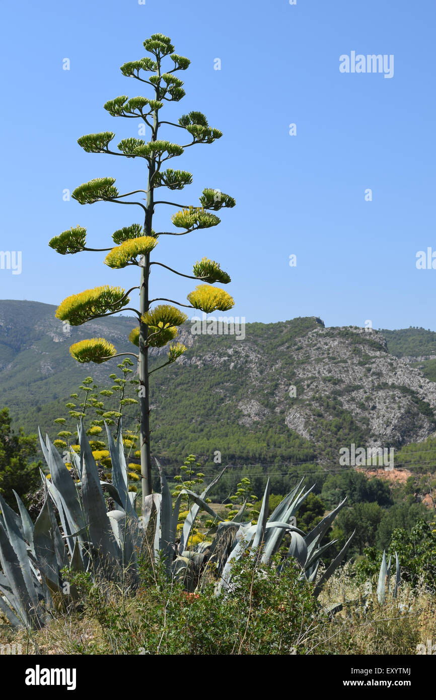 An Agave in bloom with yellow flowers against a blue sky Stock Photo ...