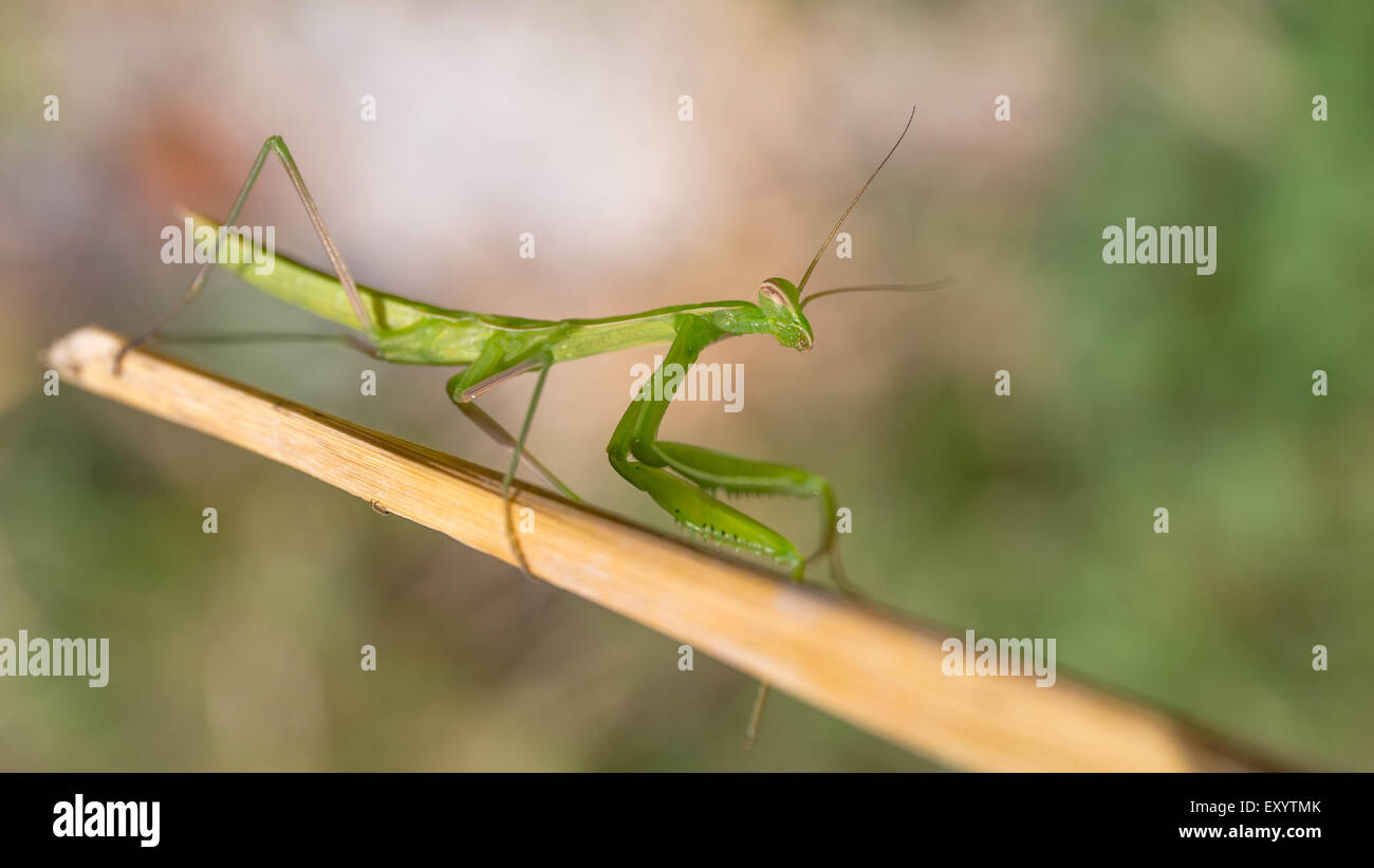 Grass Mantis High Resolution Stock Photography and Images - Alamy