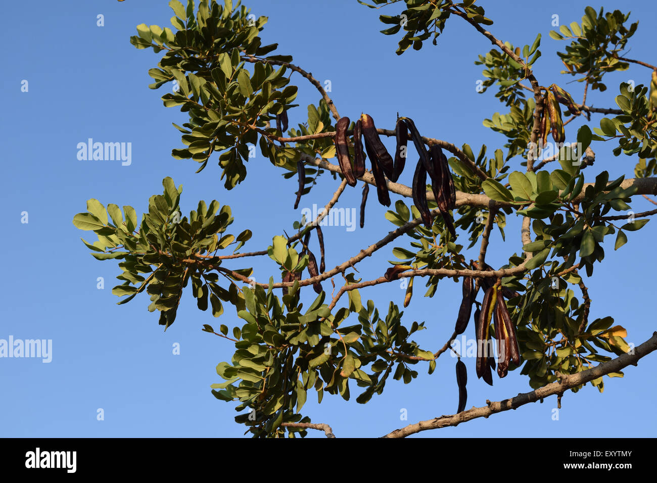 Carob tree hi-res stock photography and images - Alamy