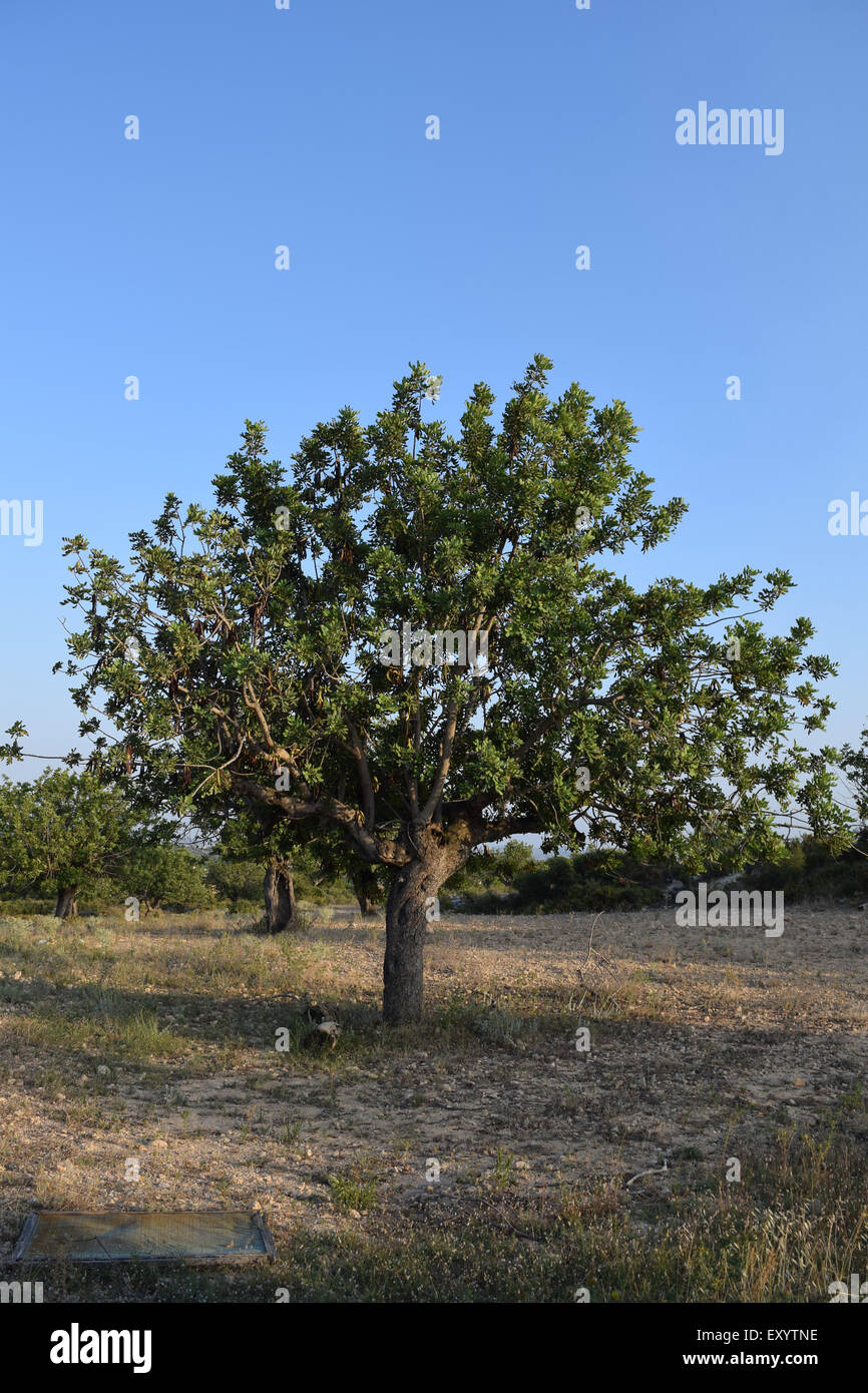 Carob tree hi-res stock photography and images - Alamy