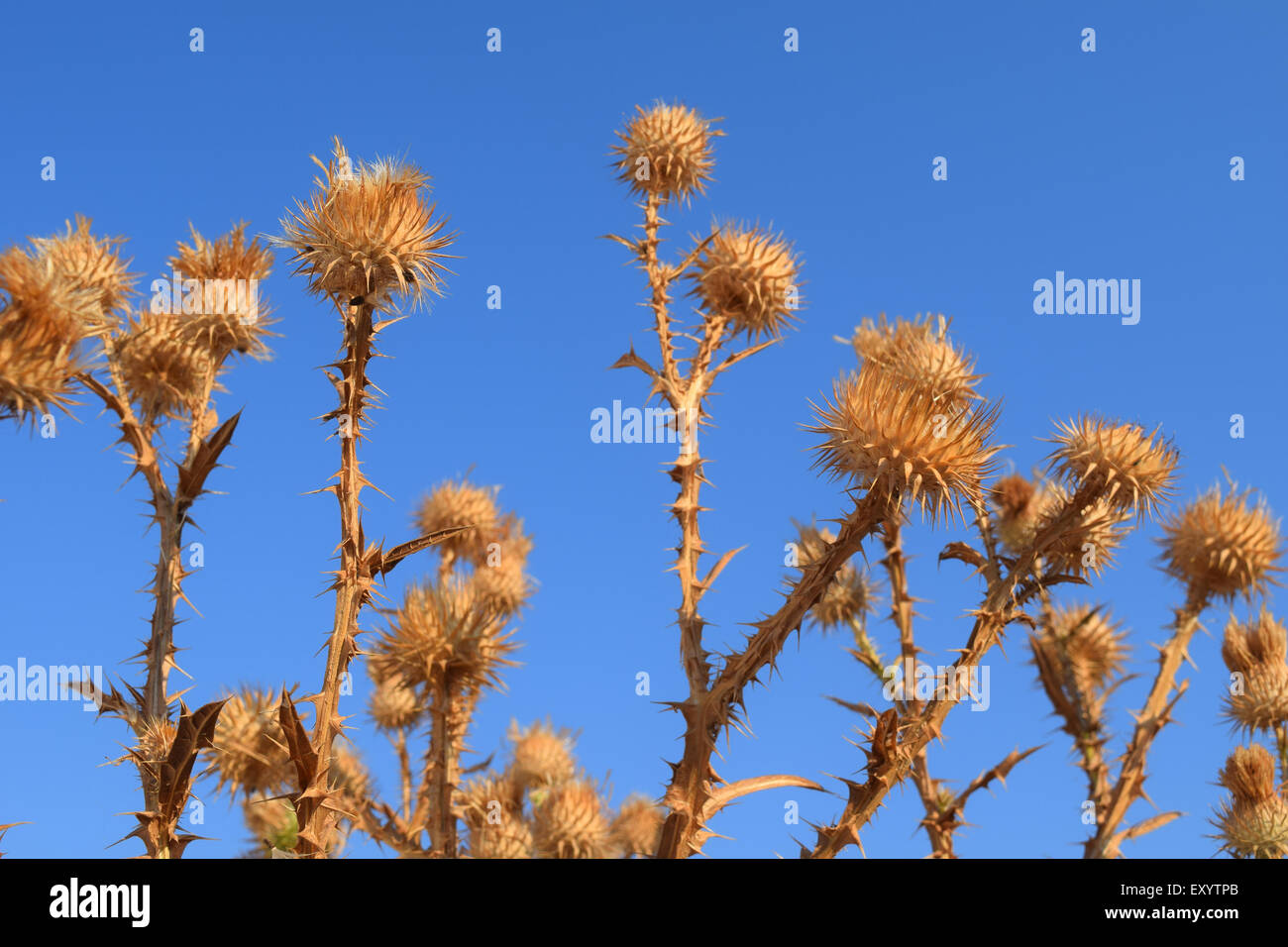 Dry brown thistle hi-res stock photography and images - Alamy
