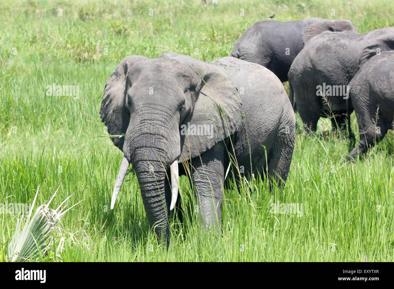 A herd of African elephants forage for food in Murchison Falls game ...