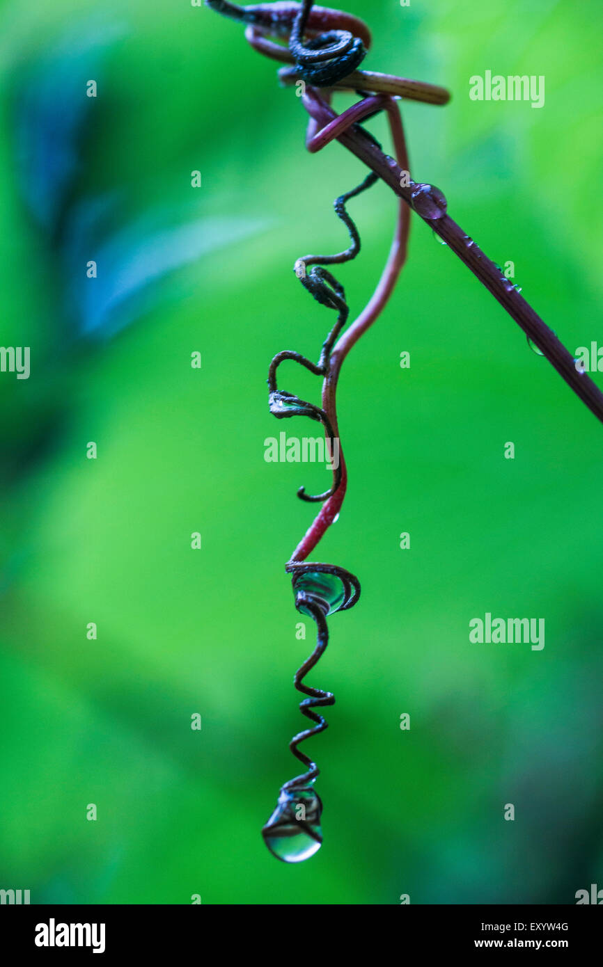 Grape vine holding onto a drop of water after a rainstorm Stock Photo ...