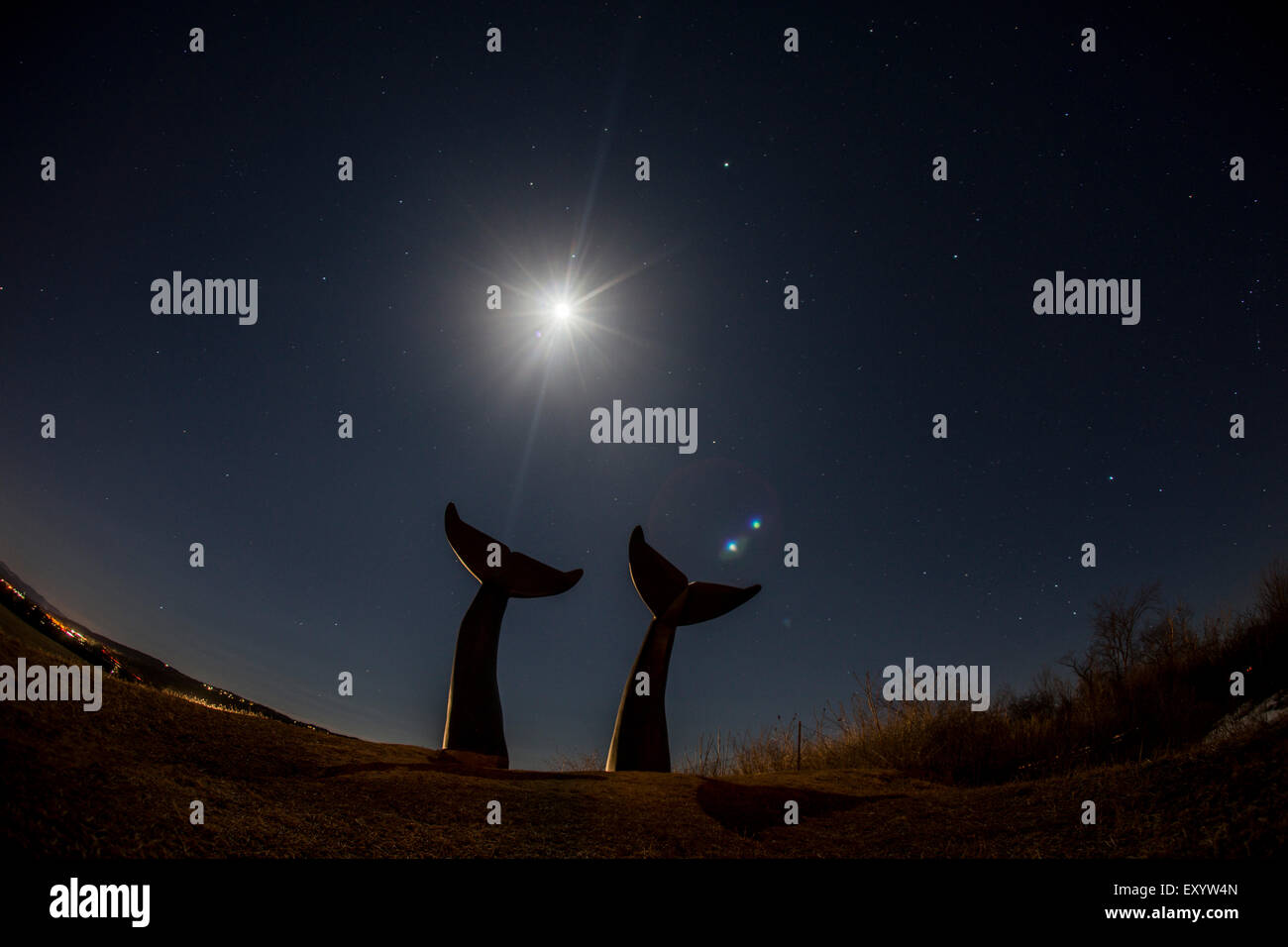 Whale Tails at Night Stock Photo - Alamy